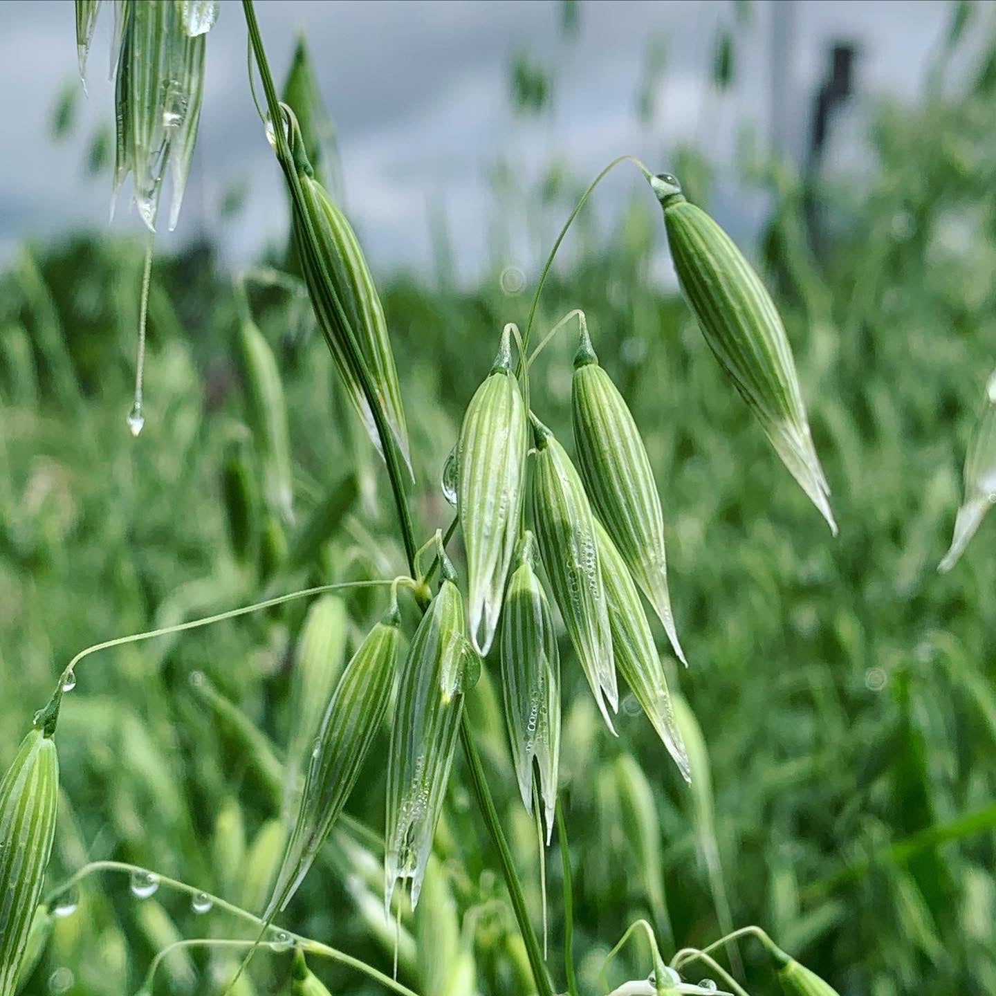Plant of the Month - Oats Milky Tops & Straw – Raven Crest Botanicals