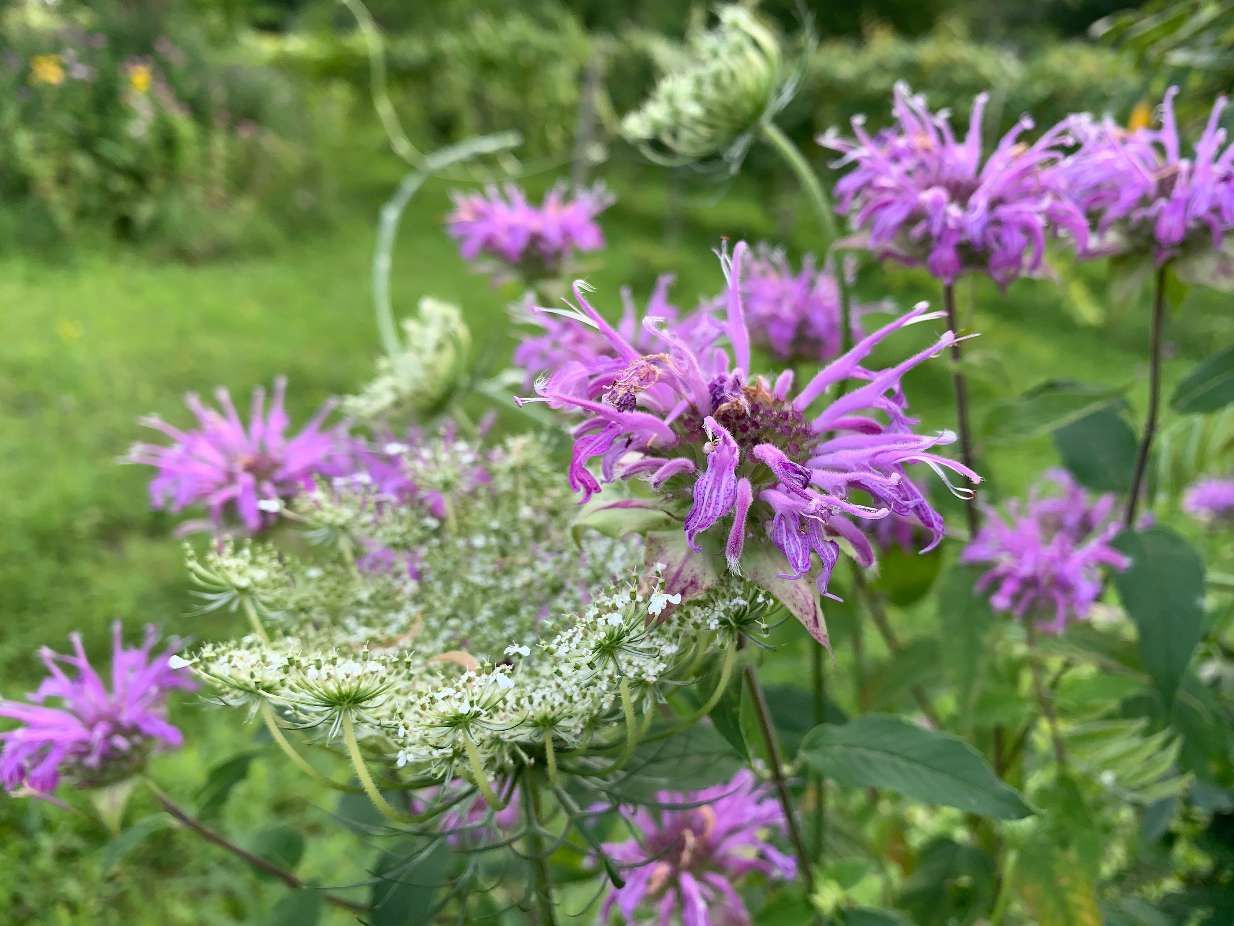 Raven Crest CSA Shares – Raven Crest Botanicals