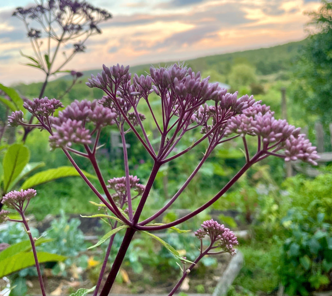 Raven Crest Botanicals