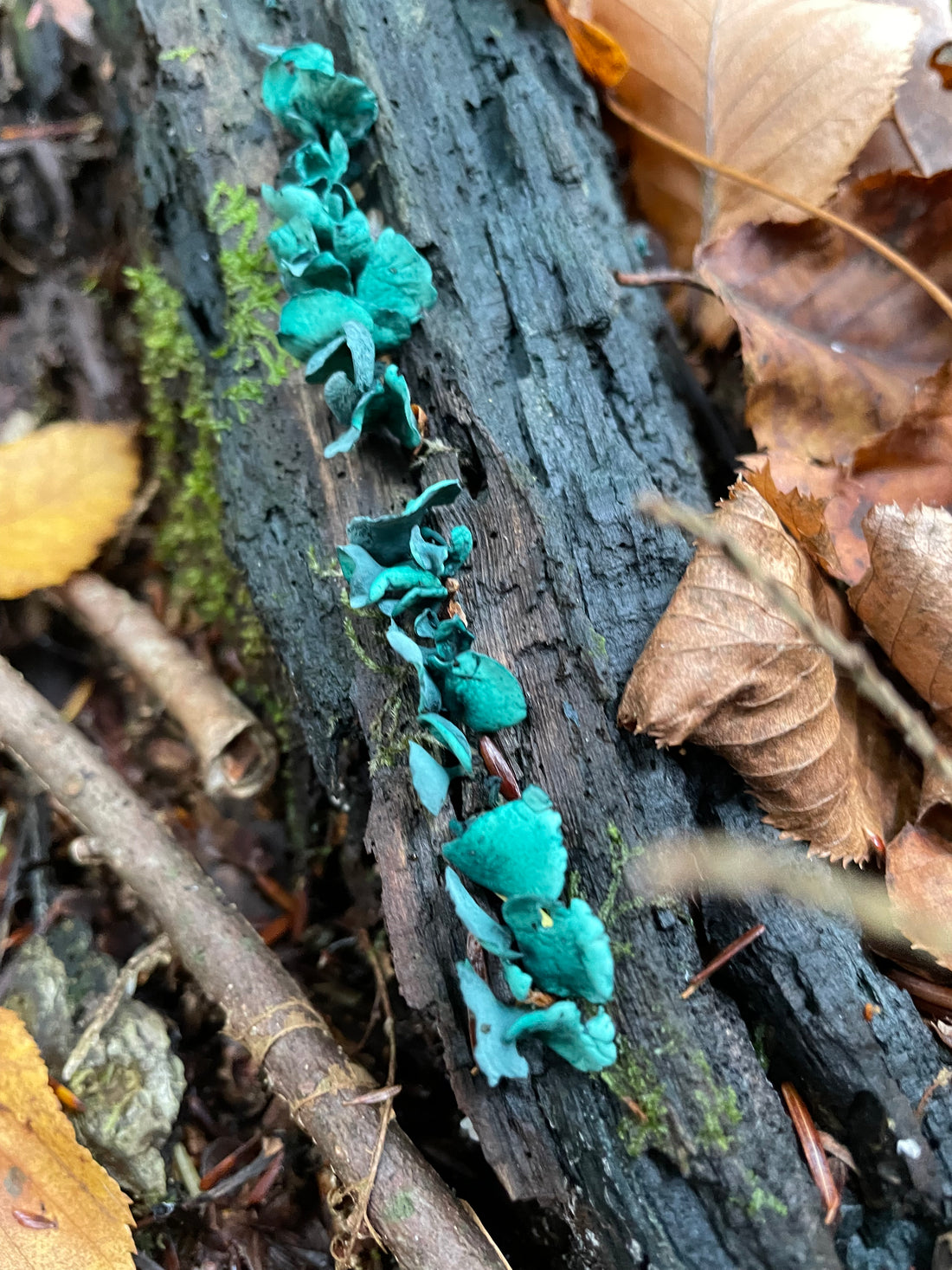 Raven Crest Botanicals